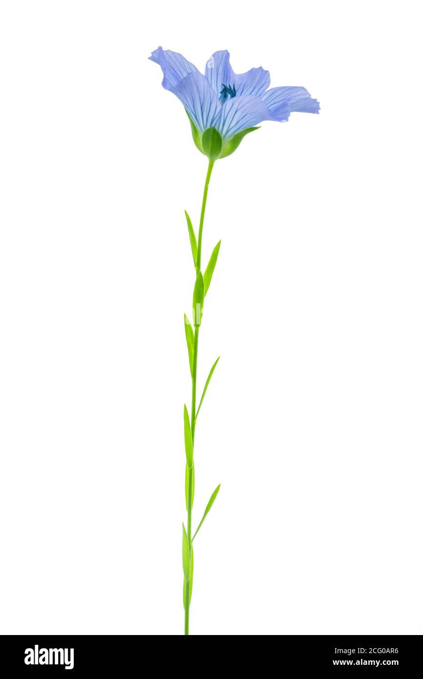 Linseed flower hi-res stock photography and images - Alamy