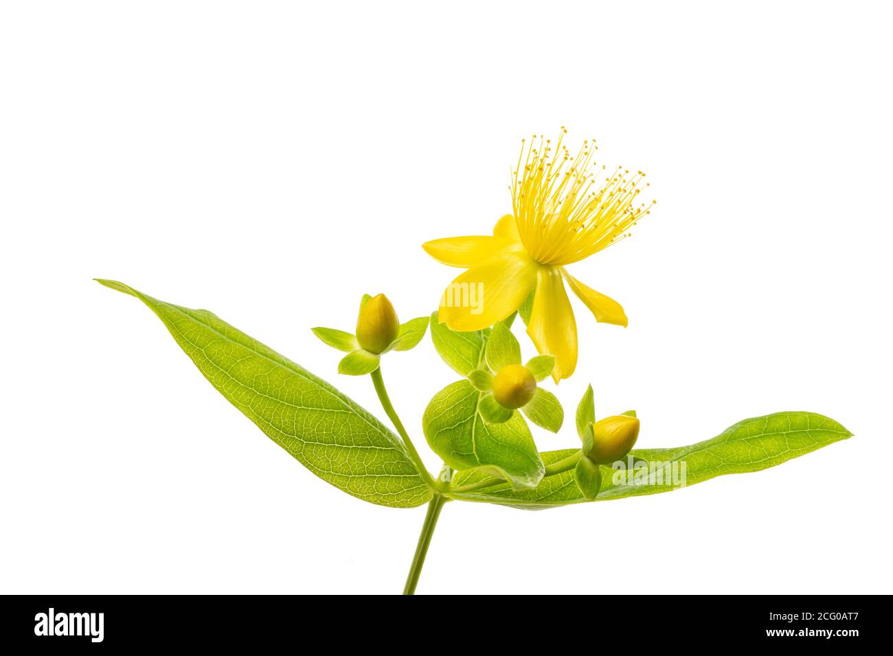 St. John's wort flower with buds isolated on white Stock Photo - Alamy
