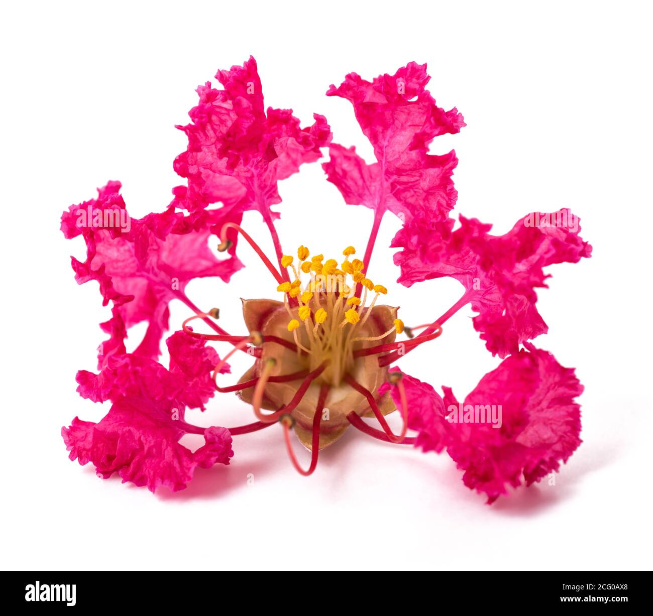 Crape myrtle flower isolated on white background Stock Photo - Alamy