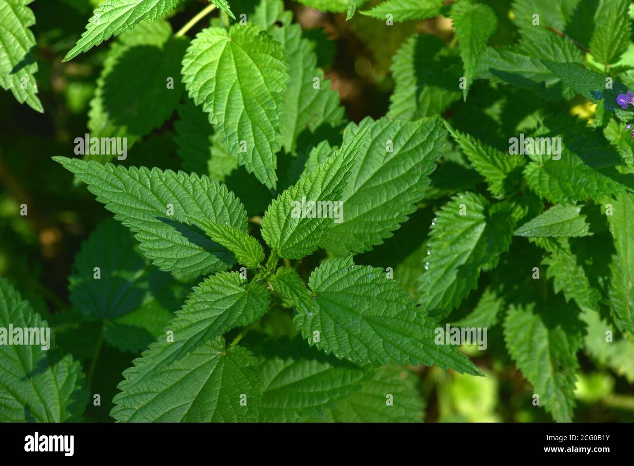 Close up traditional nettle hi-res stock photography and images - Alamy