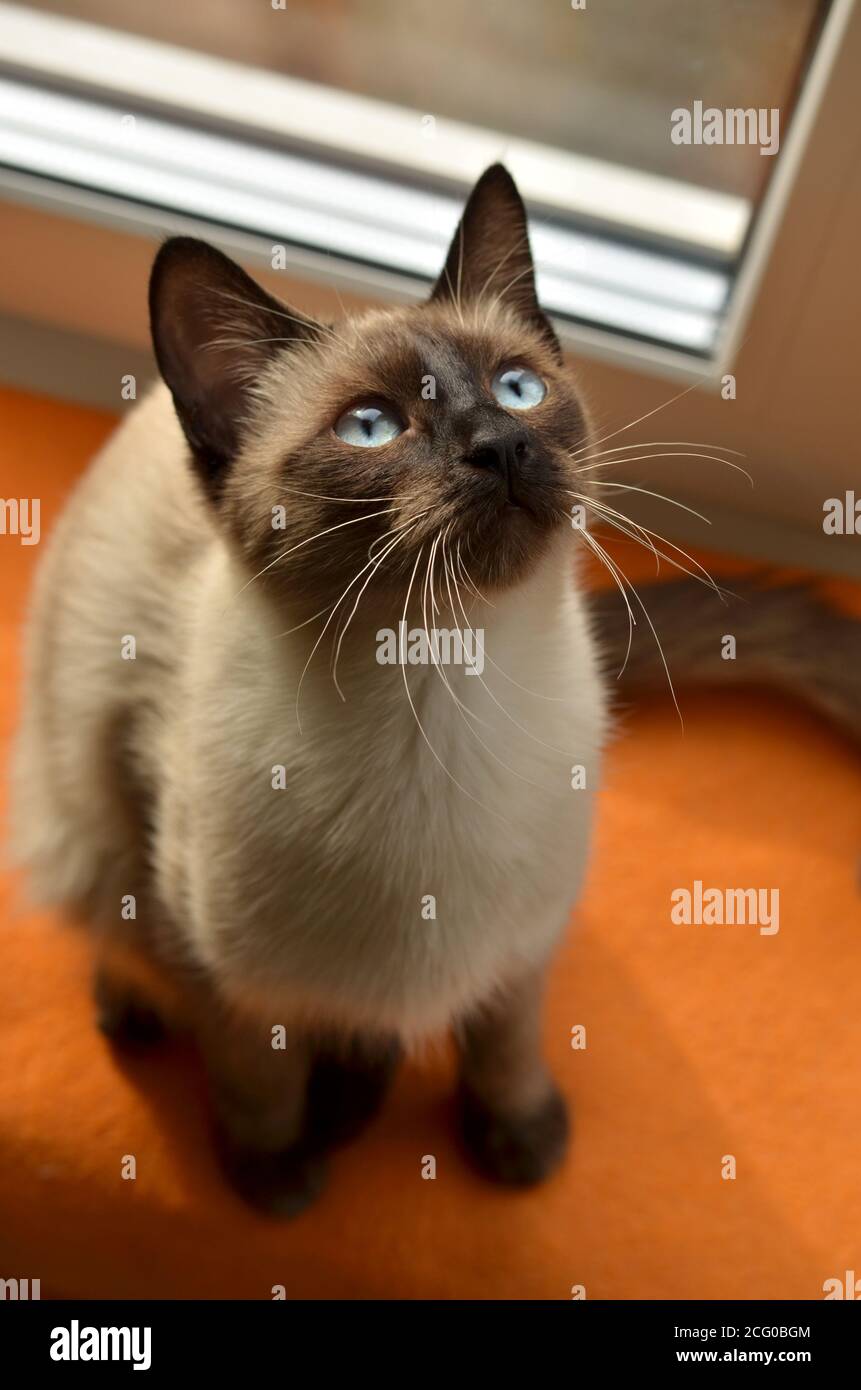 Chocolate point siamese cat hi-res stock photography and images - Alamy