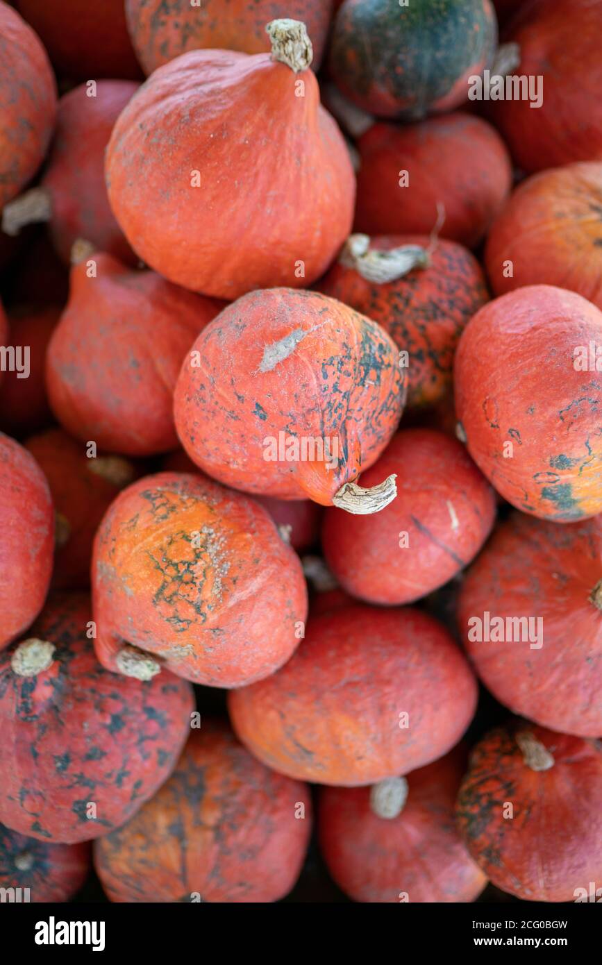 Red Pumpkins stacked over each other Stock Photo - Alamy