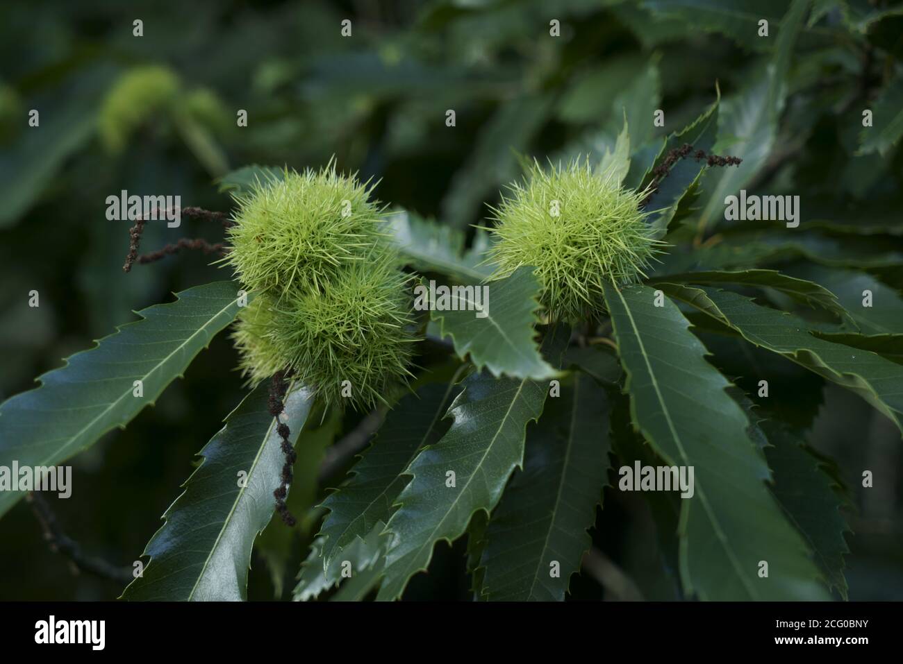 Castanea sativa close up hi-res stock photography and images - Alamy