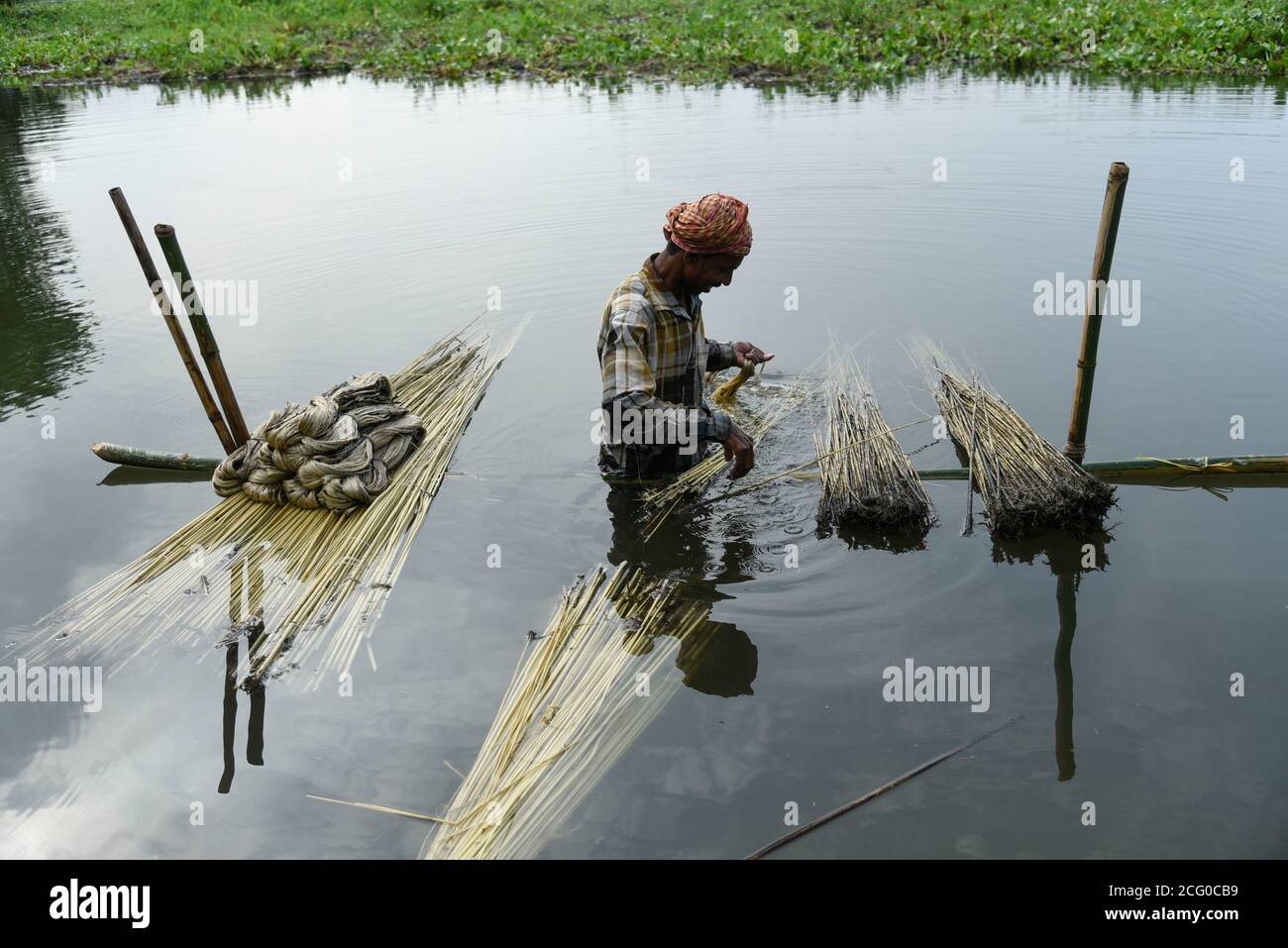 September 8, 2020, Barpeta, Assam, India: Farmers extract jute fibers ...