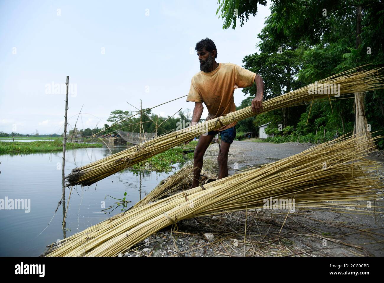 Jute plant india hi-res stock photography and images - Alamy