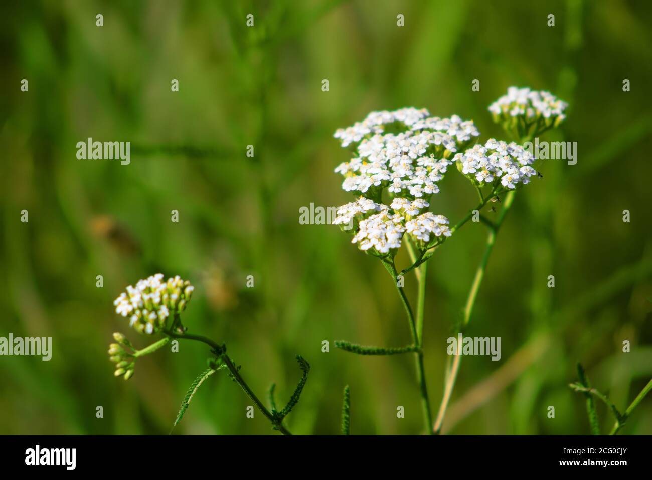 Plant of temperate northern hemisphere hi-res stock photography and ...