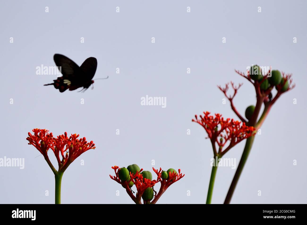 Fly bye hi-res stock photography and images - Alamy