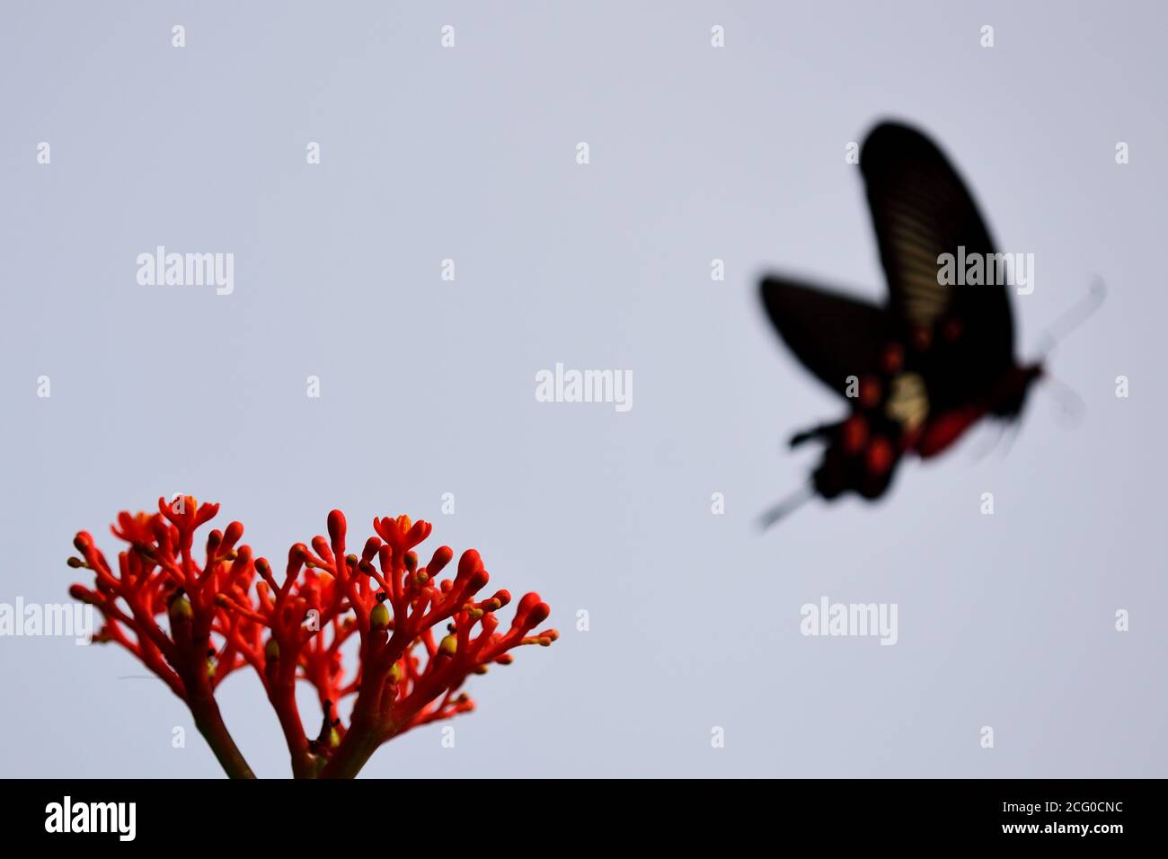 Flying off flower hi-res stock photography and images - Alamy
