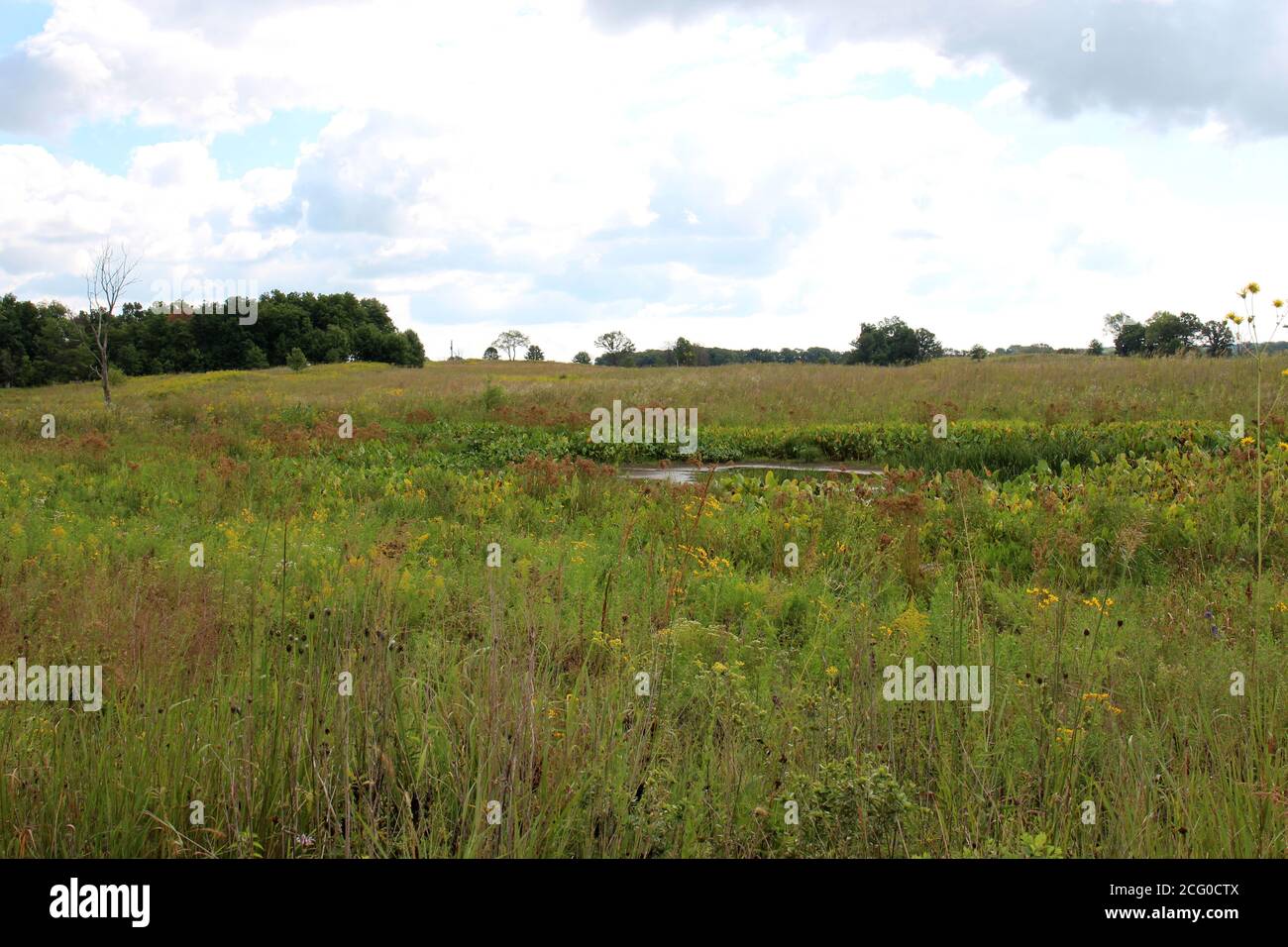 Illinois wildflowers hi-res stock photography and images - Alamy