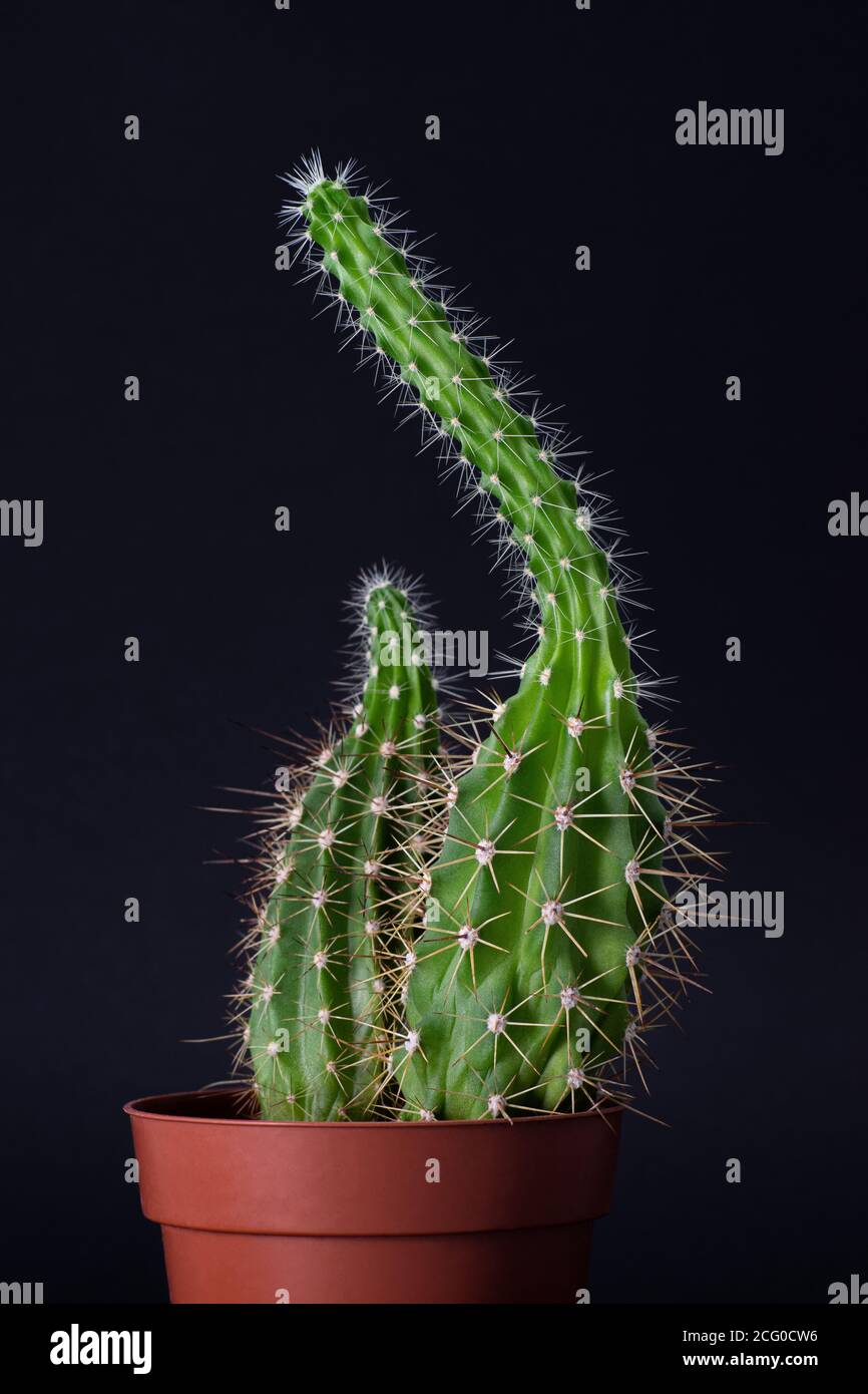 Etiolated plant hi-res stock photography and images - Alamy