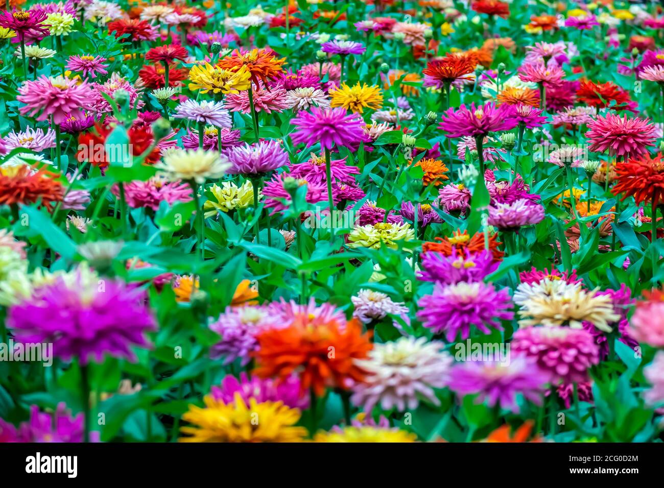 many flowers of different blossoms grows on one flowerbed Stock Photo ...
