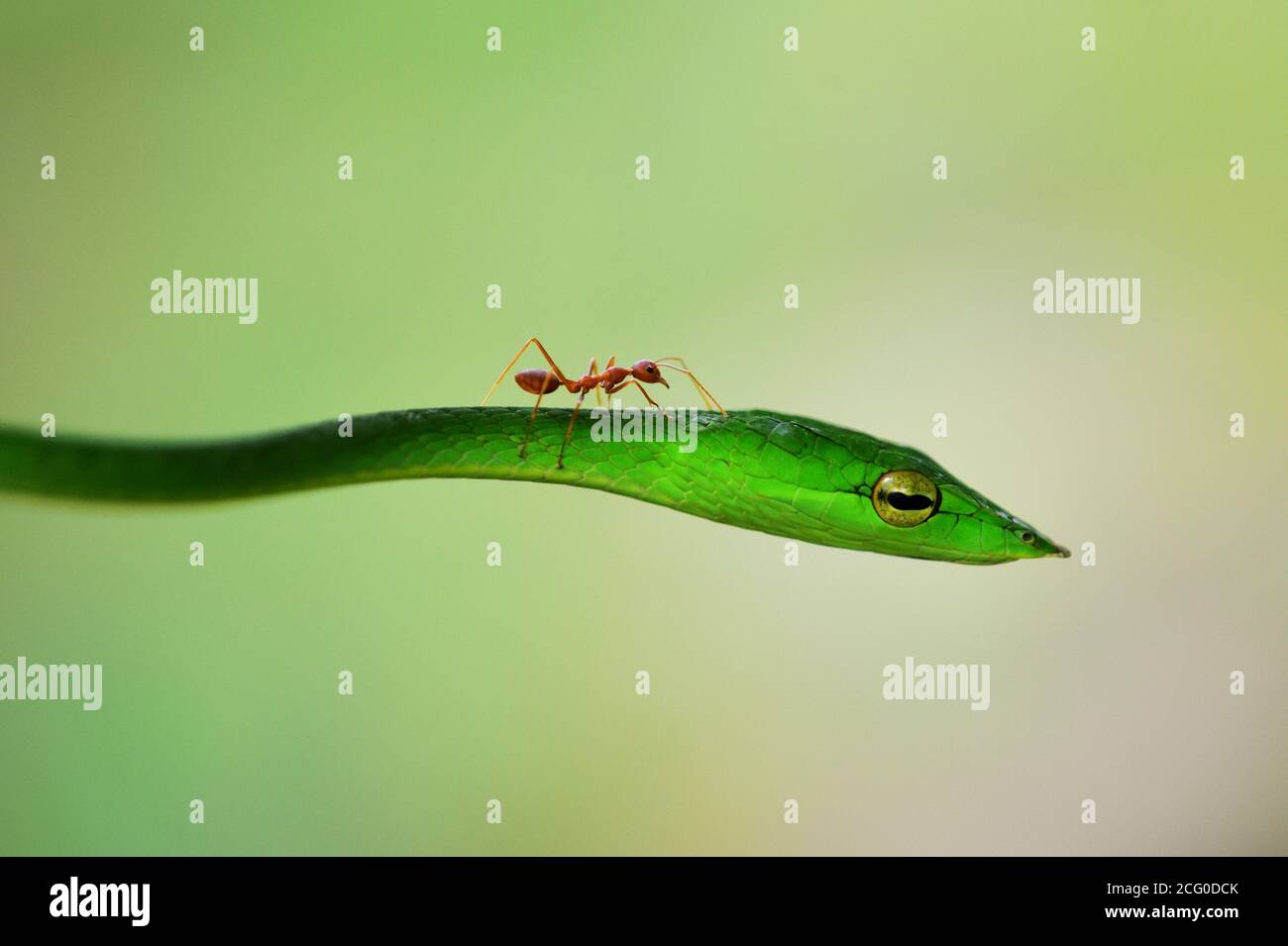 Green vine snake - Ramp walk Stock Photo - Alamy