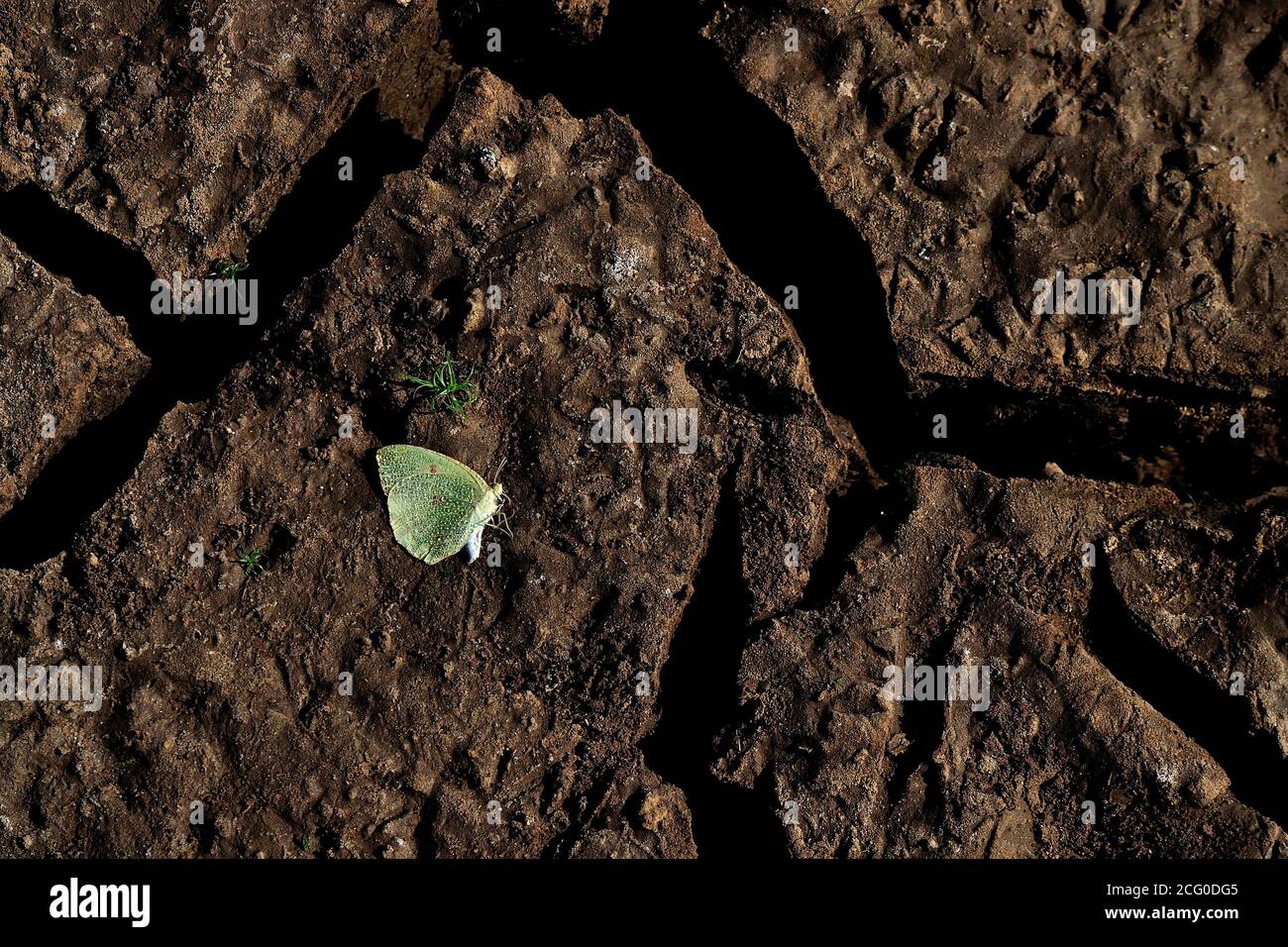 Death and diamonds hi-res stock photography and images - Alamy