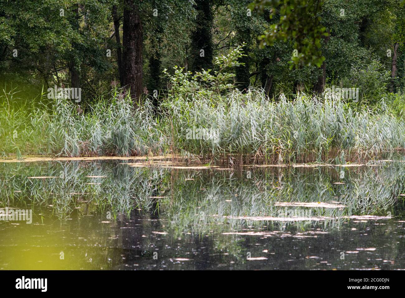 Reeds growing edge water hi-res stock photography and images - Alamy