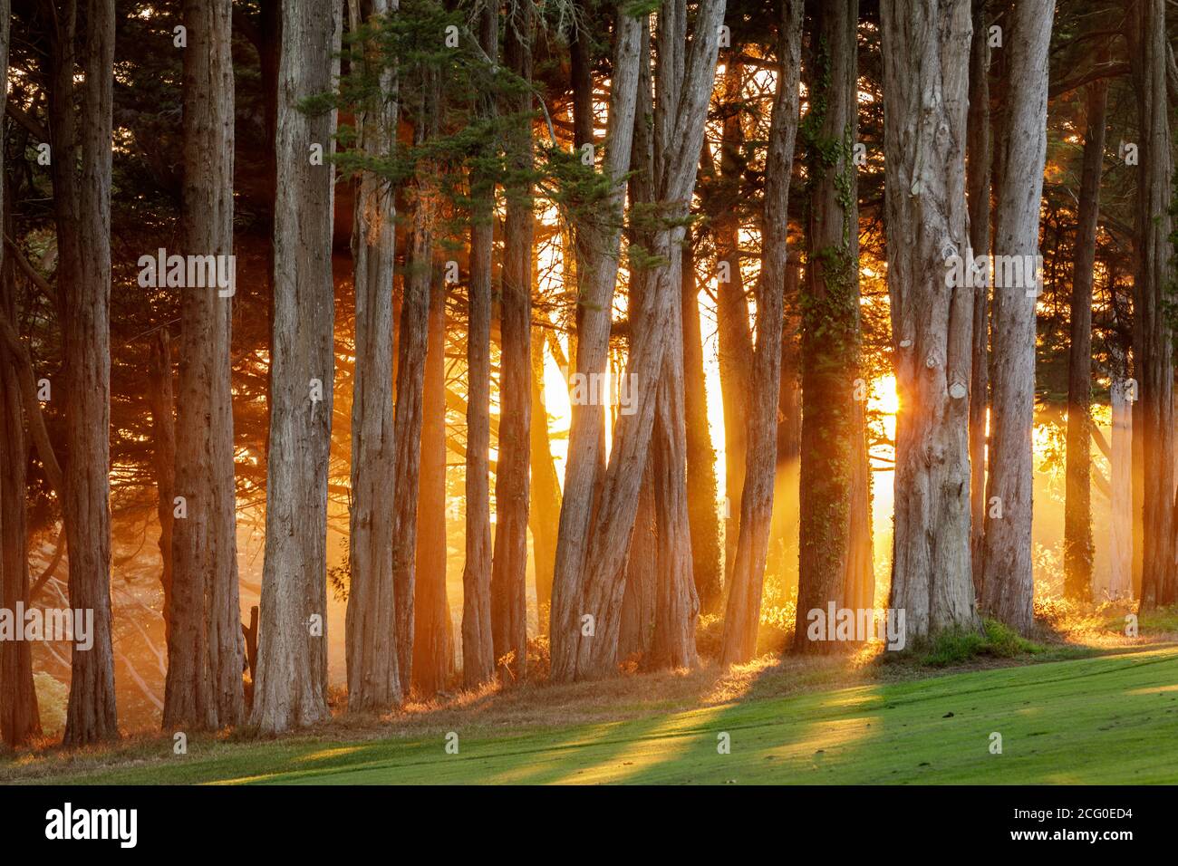 Dramatic Sunset of Monterey Cypress Trees over the Presidio in San ...