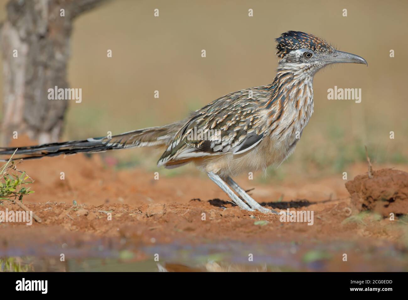 Texas roadrunner birds hi-res stock photography and images - Alamy