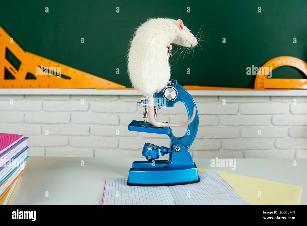 Knowledge and education concept. White rat sitting on microscope. Copy ...