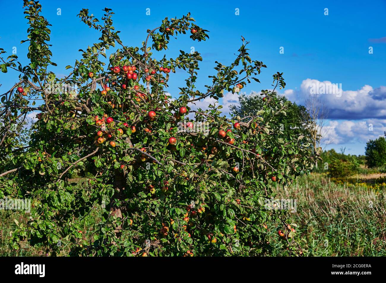 Overgrown Apple Tree