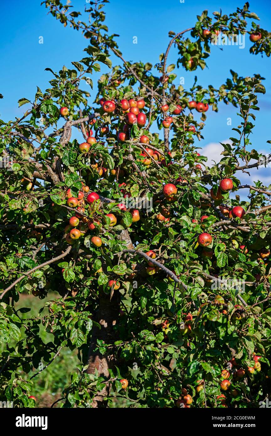 Overgrown apple tree hi-res stock photography and images - Alamy