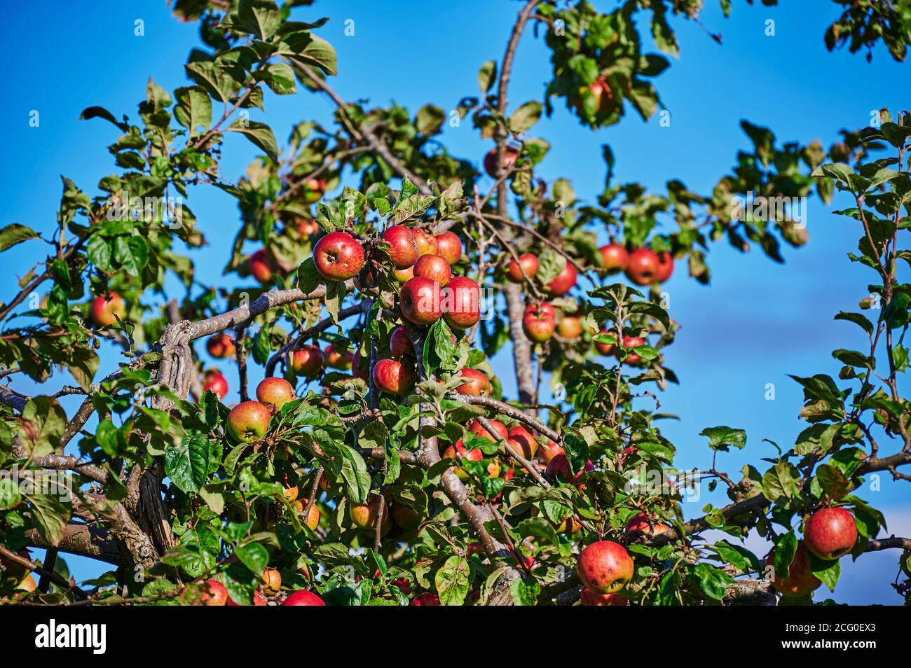 Overgrown apple tree hi-res stock photography and images - Alamy