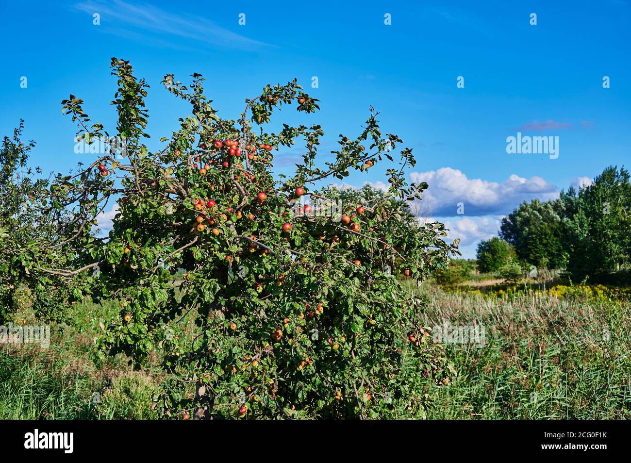 Overgrown apple tree with a lot of ripe and red apples Stock Photo - Alamy
