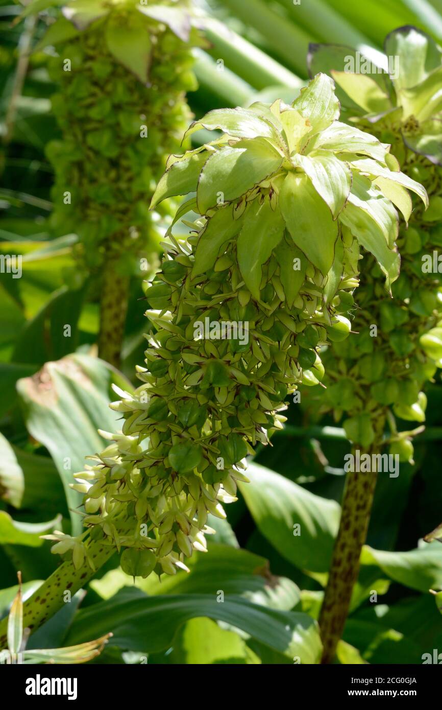 Eucomis autumnalis Autumn pineapple flower autumn pineapple lily flower ...