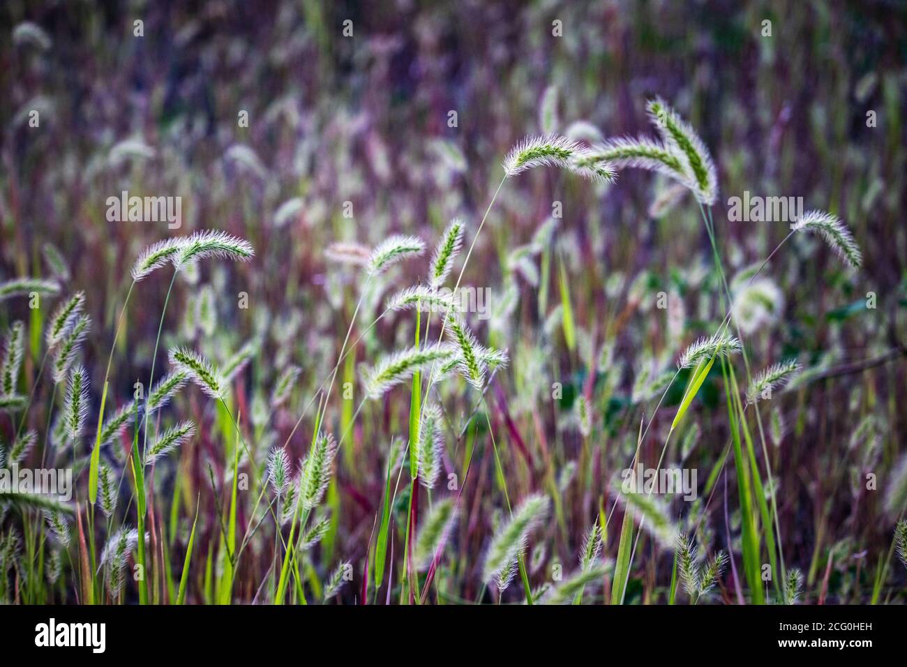 Foxtail field hi-res stock photography and images - Alamy