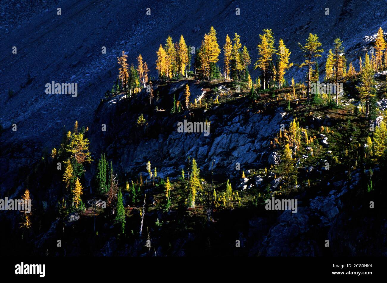 Larch near Maple Pass, Okanogan National Forest, Washington Stock Photo ...