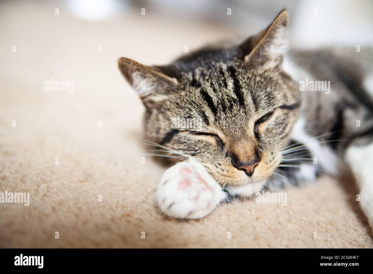 The face of short-haired domestic tabby cat with her eyes closed lays ...