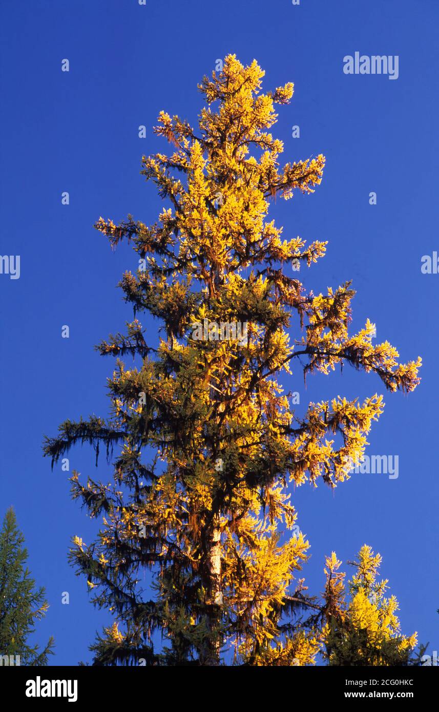 Larch, Big Tree Botanical Area, Okanogan National Forest, Washington ...
