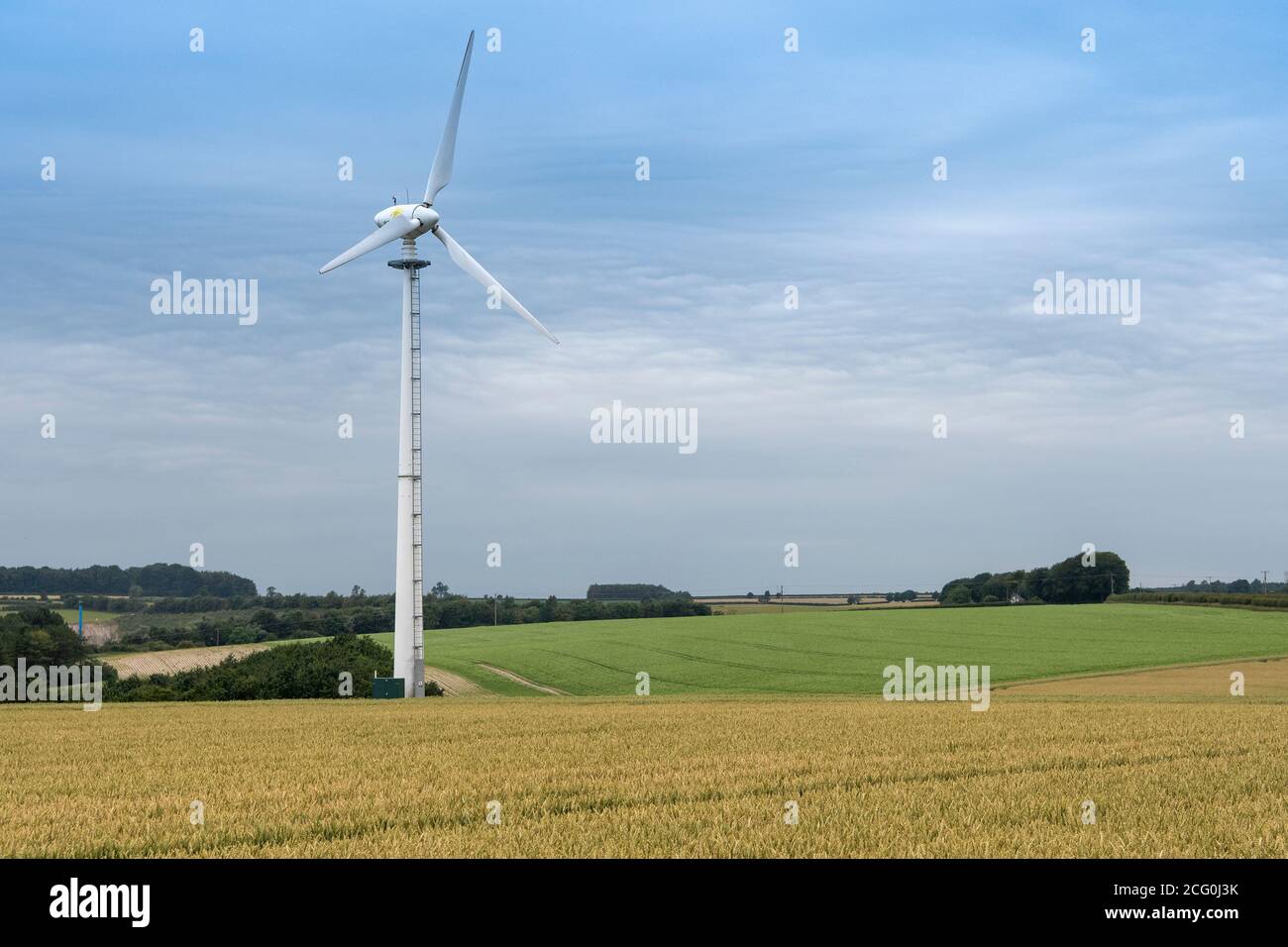 Field of wheat ripening with a wind turbine among the crop. North ...