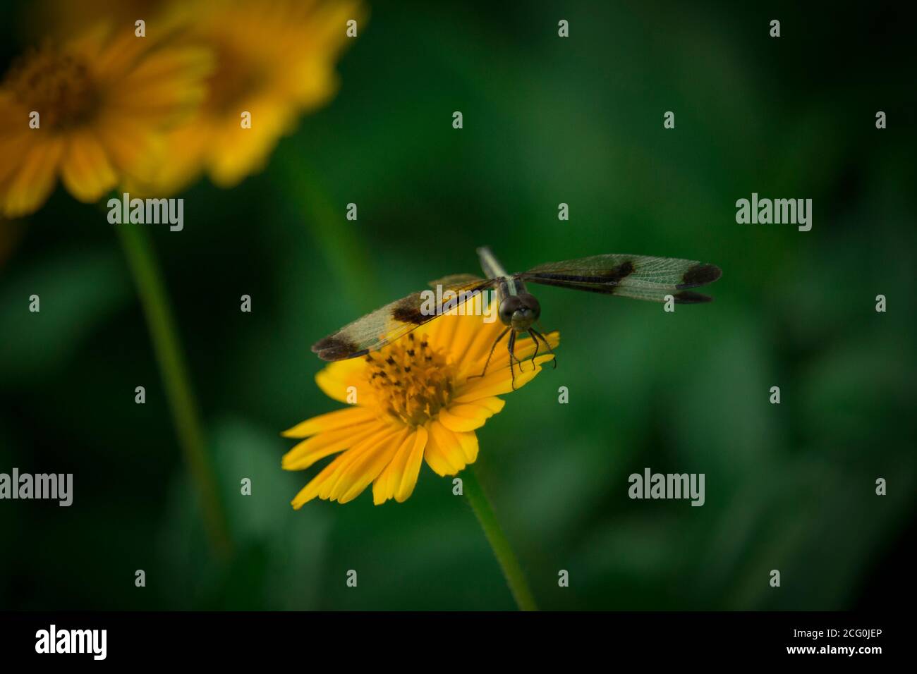 A blue net-winged insect sitting on a Cosmos flower Stock Photo - Alamy