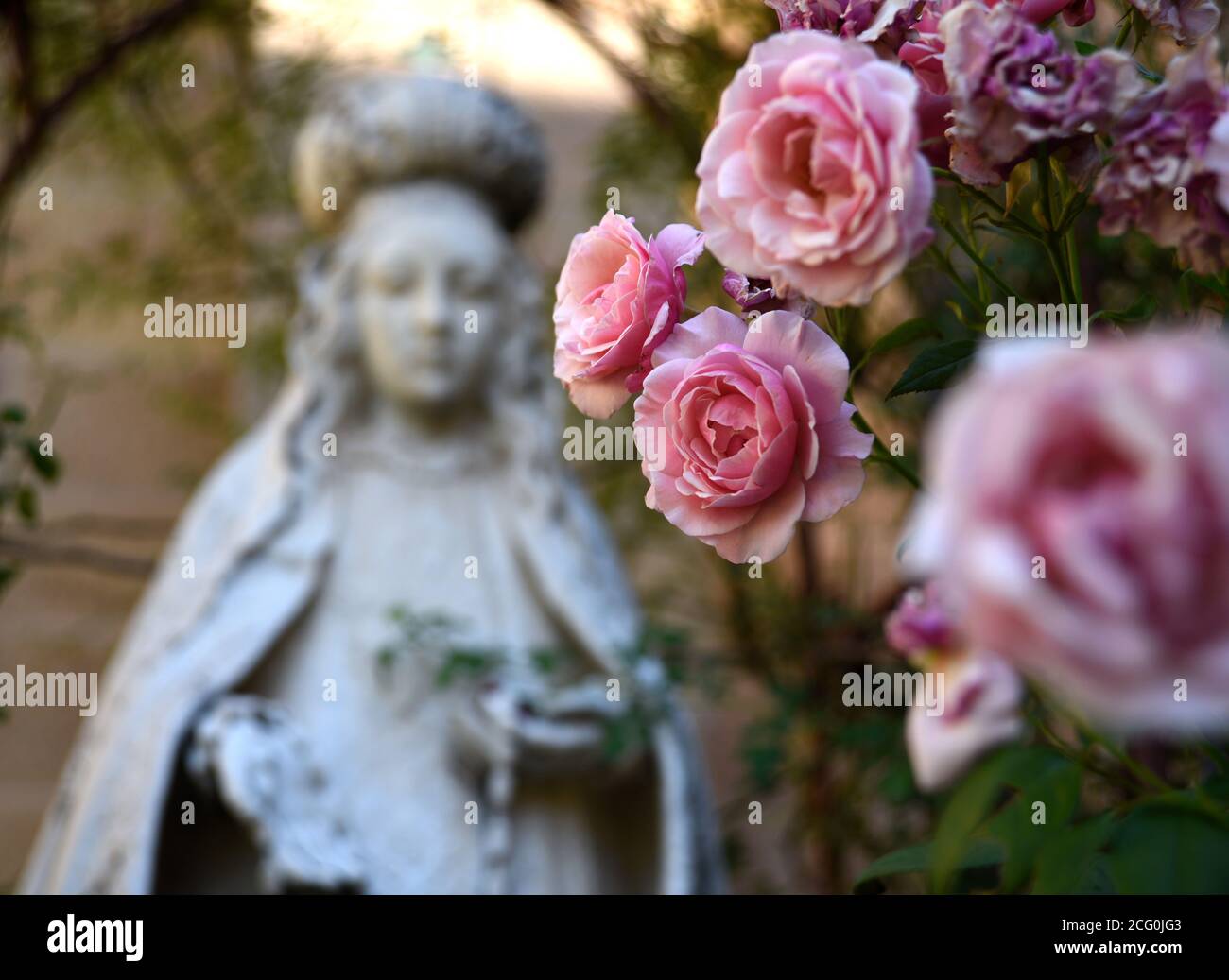 Pink roses surround a stone statue of La Conquistadora, or Virgin Mary ...