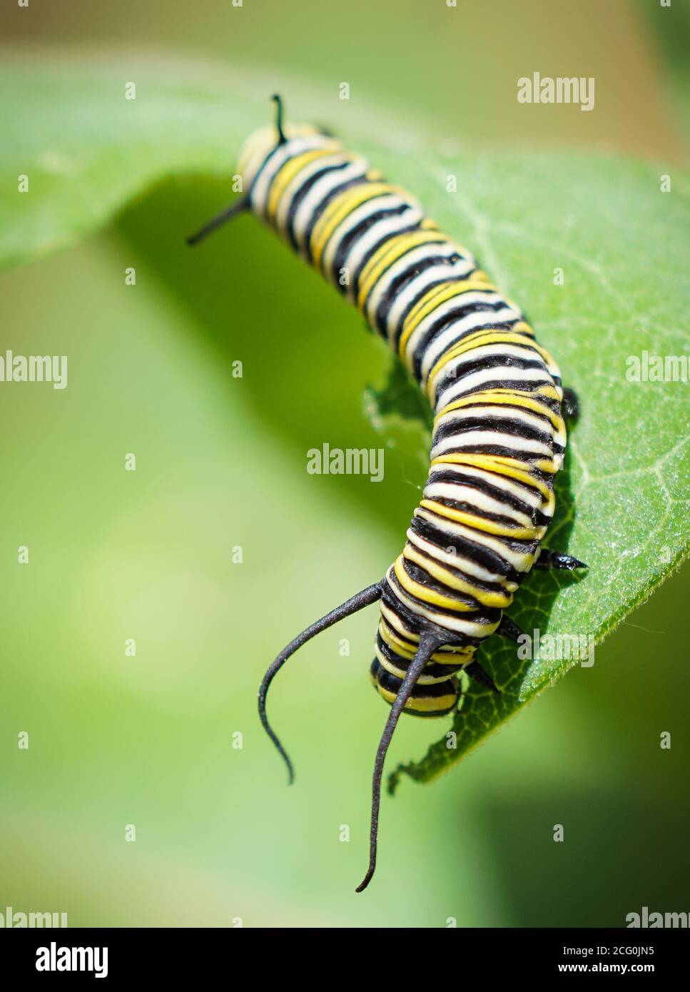 Monarch butterfly caterpillar hi-res stock photography and images - Alamy