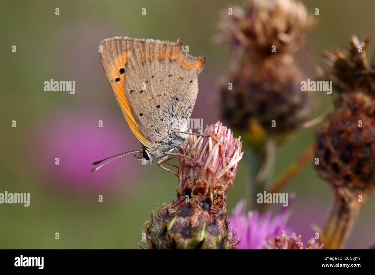Small Copper butterfly Stock Photo - Alamy