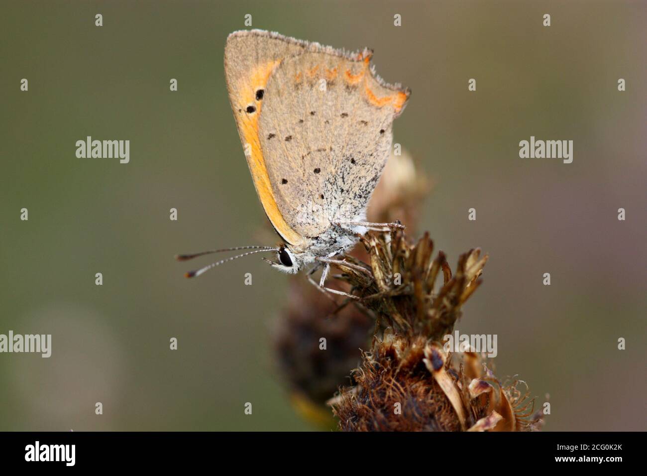 Small Copper butterfly Stock Photo - Alamy