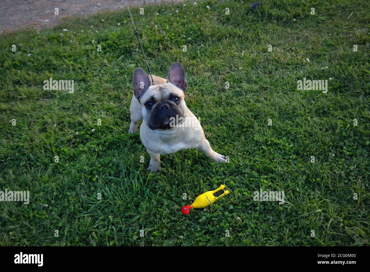 Dog breed French Bulldog of light color walks in the forest on a green ...