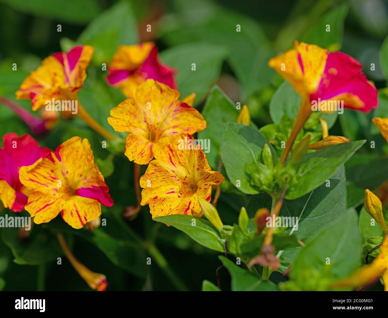 Blooming miracle flower, Mirabilis jalapa Stock Photo - Alamy