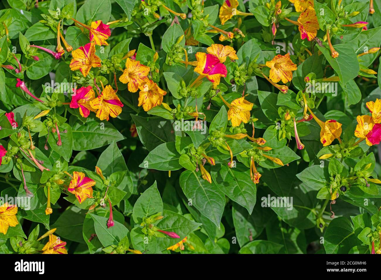 Blooming miracle flower, Mirabilis jalapa Stock Photo - Alamy
