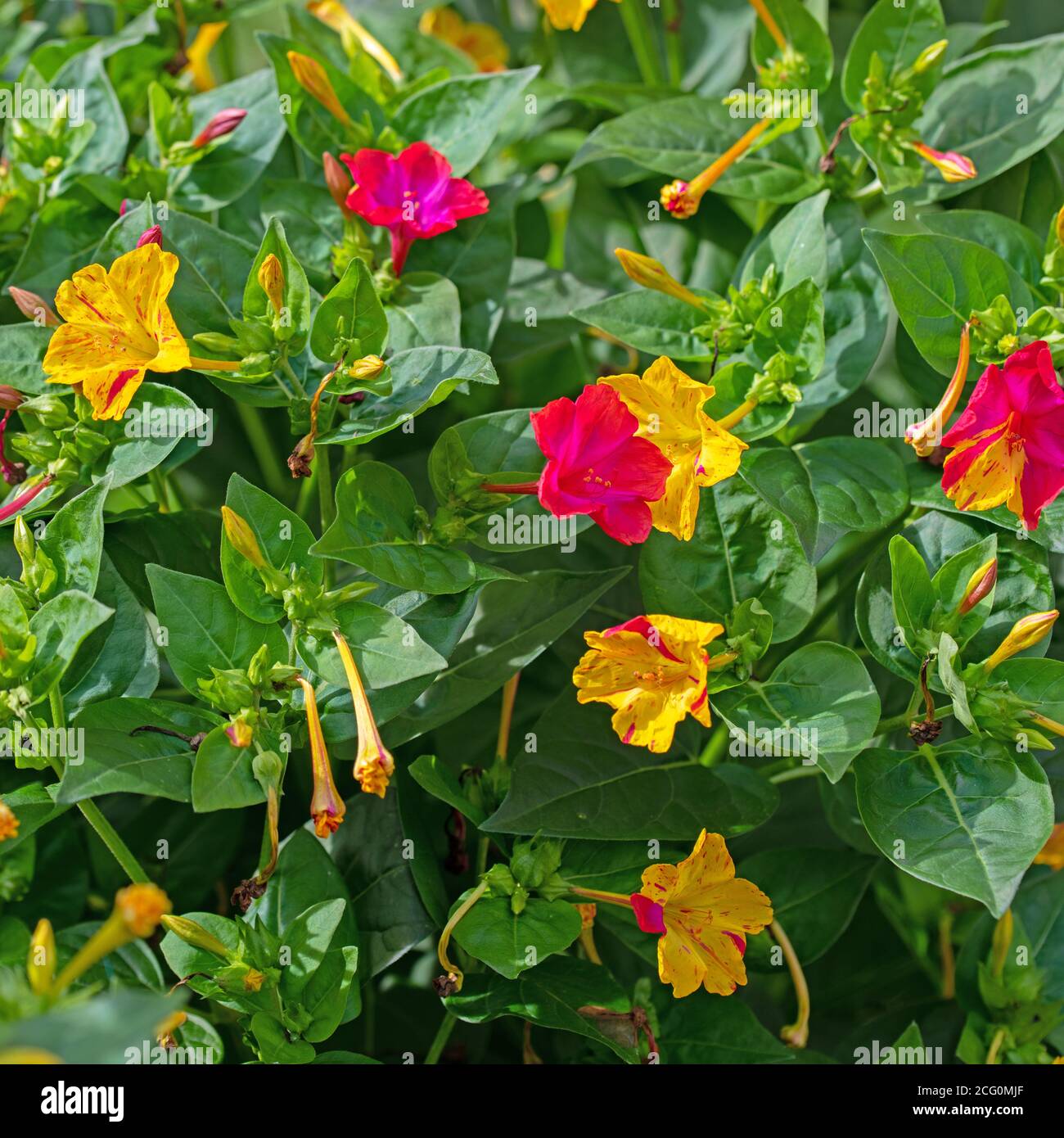 Miracle flower plant hi-res stock photography and images - Alamy