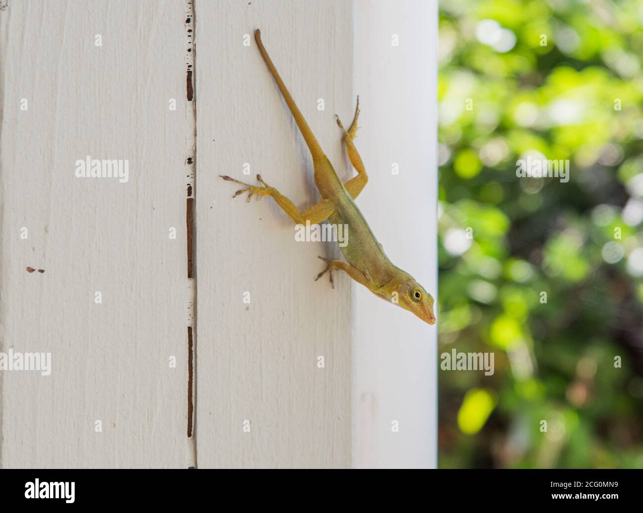 Wild, alert green anole lizard clinging to white wooden post in outdoor ...