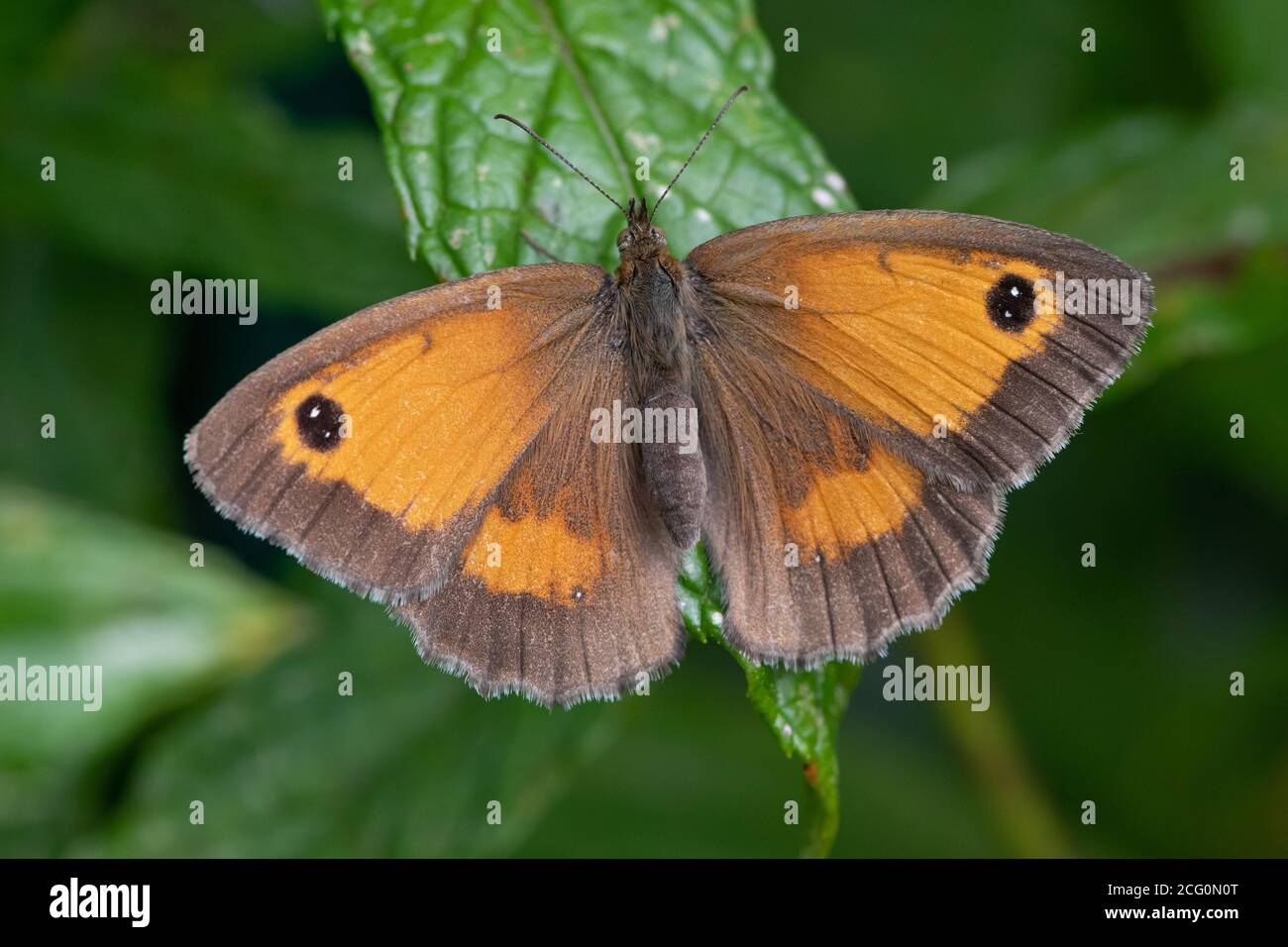 Buttefly orange hi-res stock photography and images - Alamy