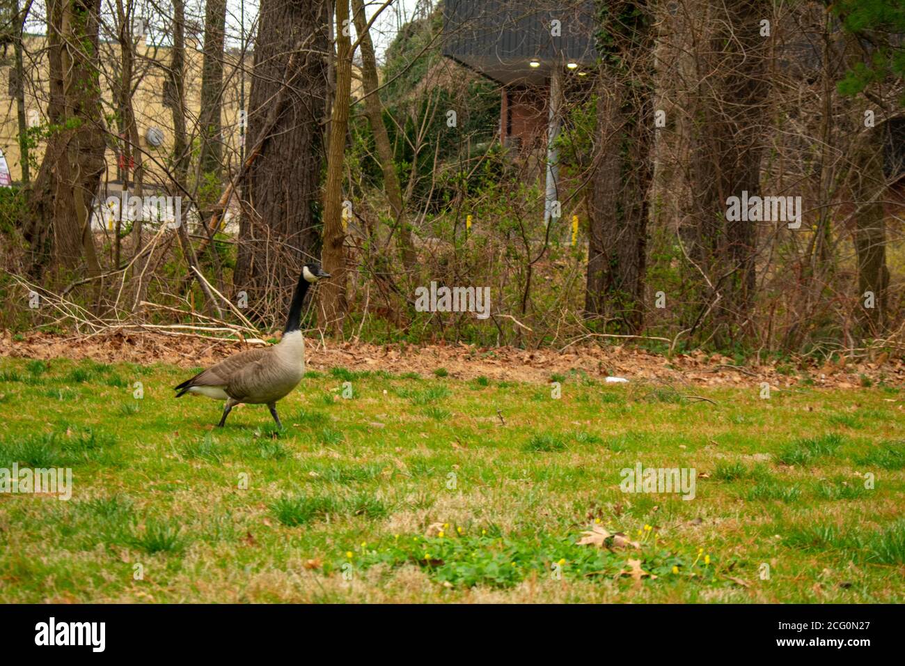 Laughing goose hi-res stock photography and images - Alamy