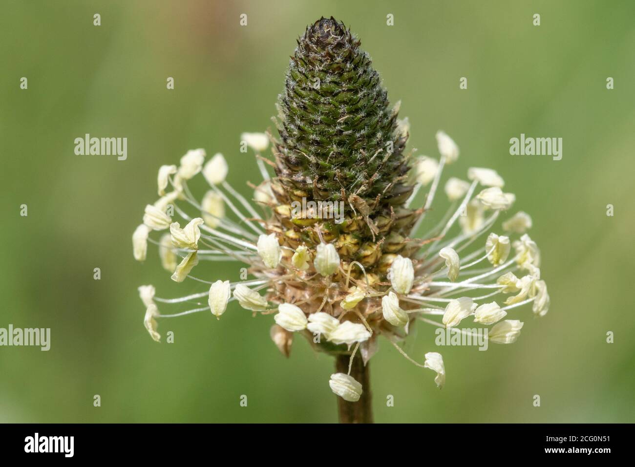 Macro shot of a narrowleaf plantain (plantago lanceolata) plant Stock ...