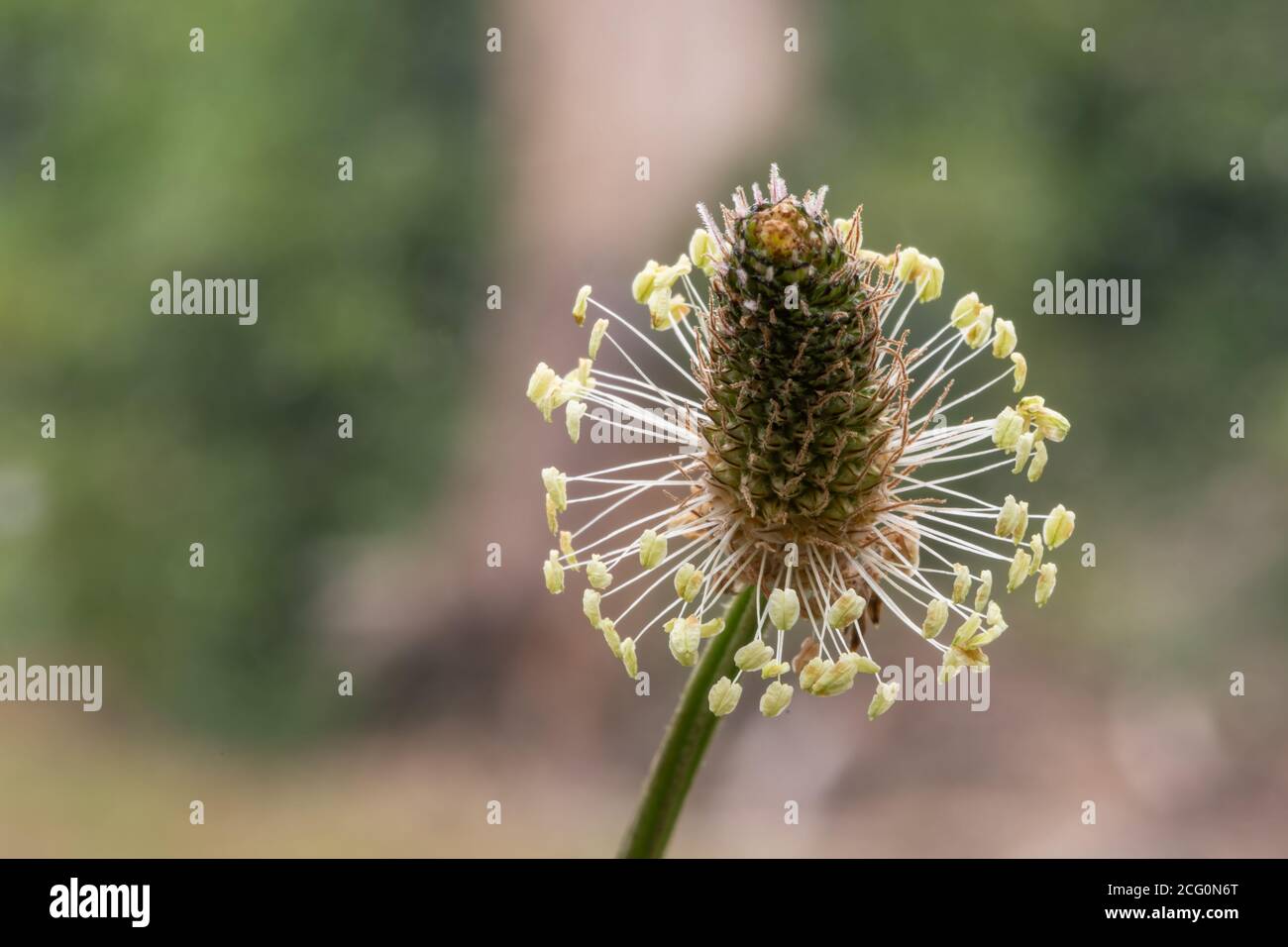 Macro shot of a narrowleaf plantain (plantago lanceolata) plant Stock ...