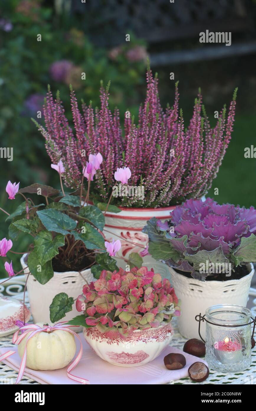 autumn garden decoration with flowers in purple and white pumpkin baby ...