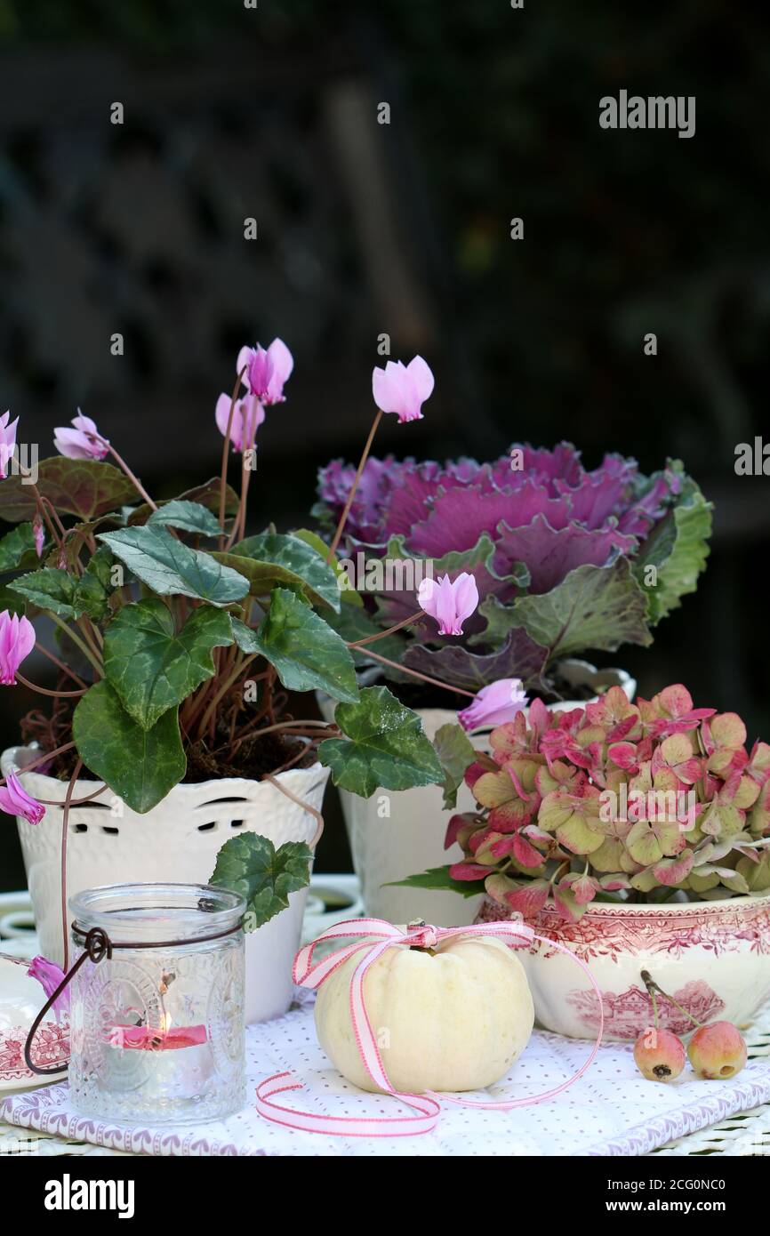 autumn garden decoration with flowers in purple and white pumpkin baby ...