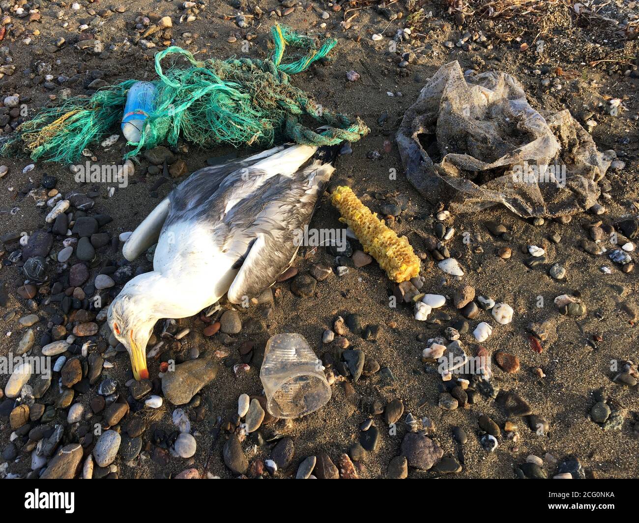Seagull died due to environmental pollution Stock Photo - Alamy