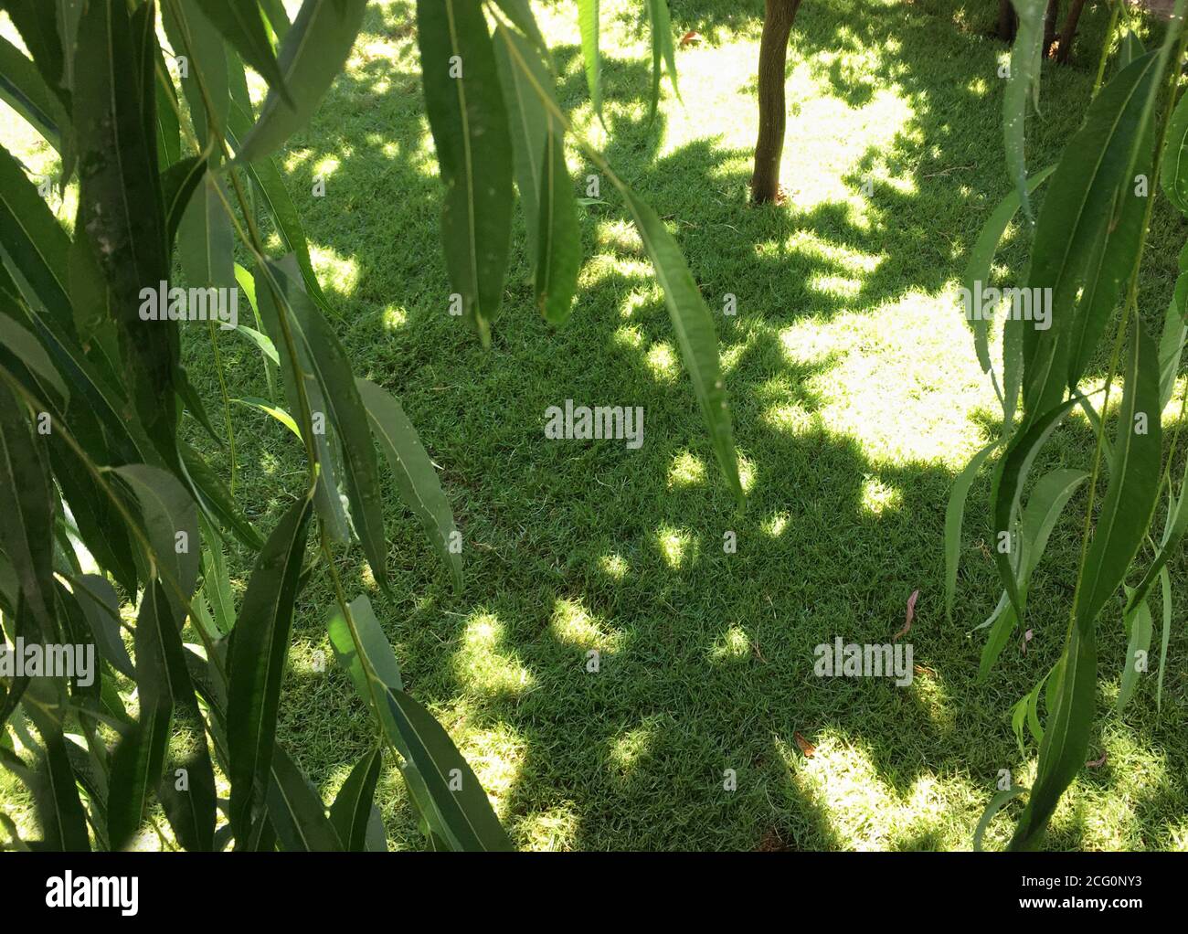 Beautiful green view from the garden Stock Photo - Alamy