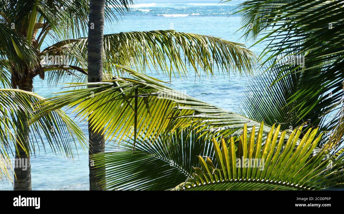 Green lush palm leaves against blue azure ocean. Idyllic scene of ...